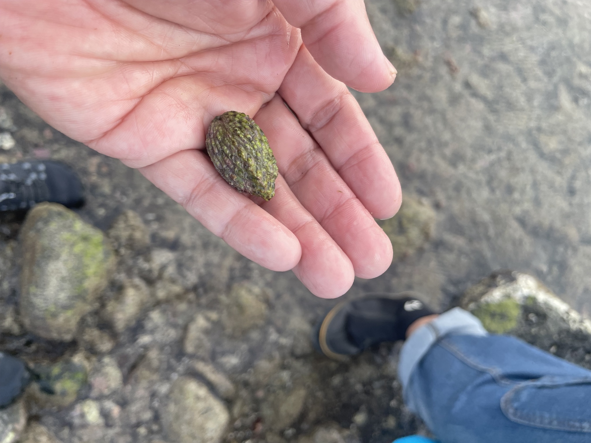 Cardita variegata Bruguière, 1792