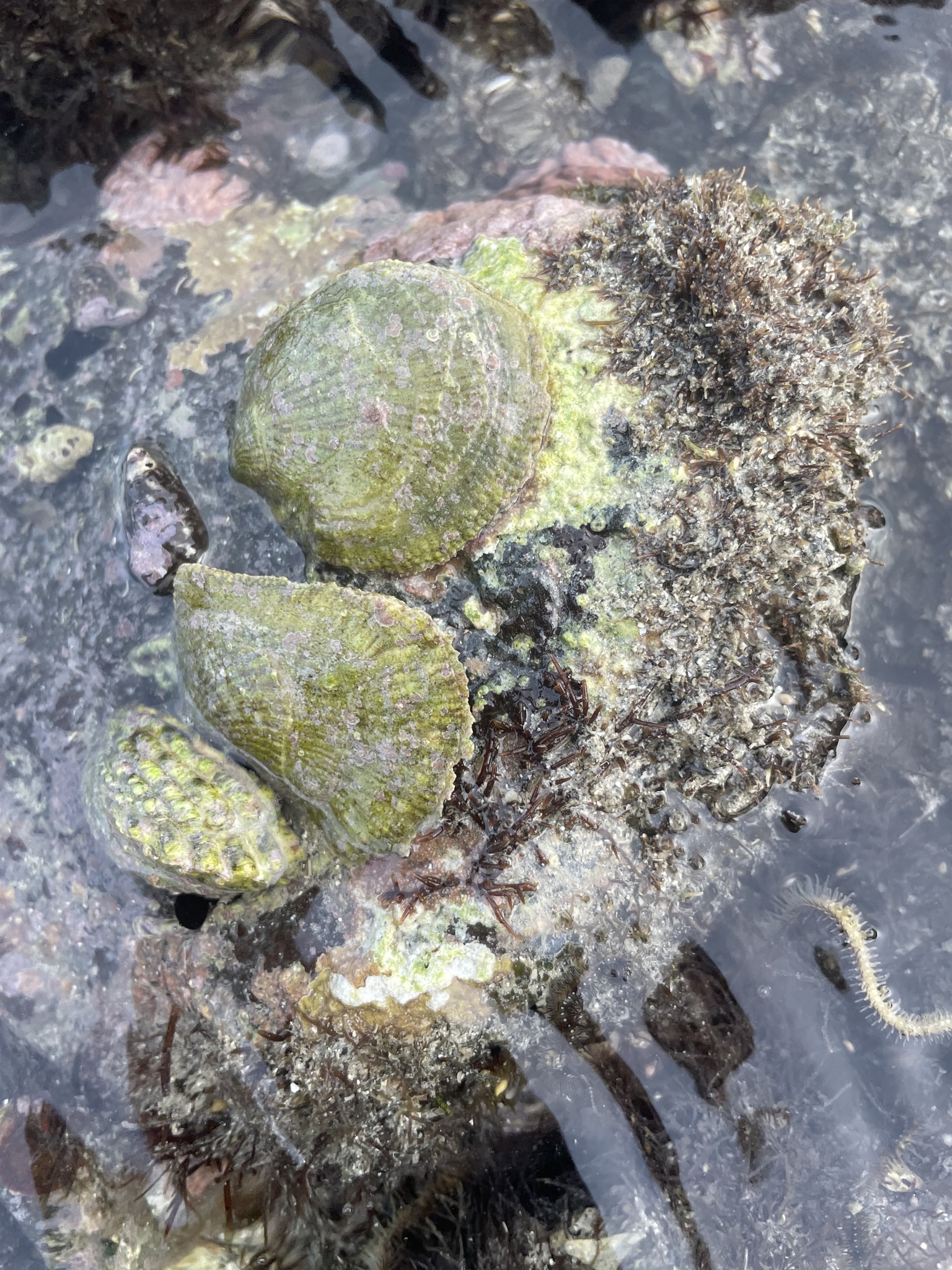 Cardita variegata Bruguière, 1792