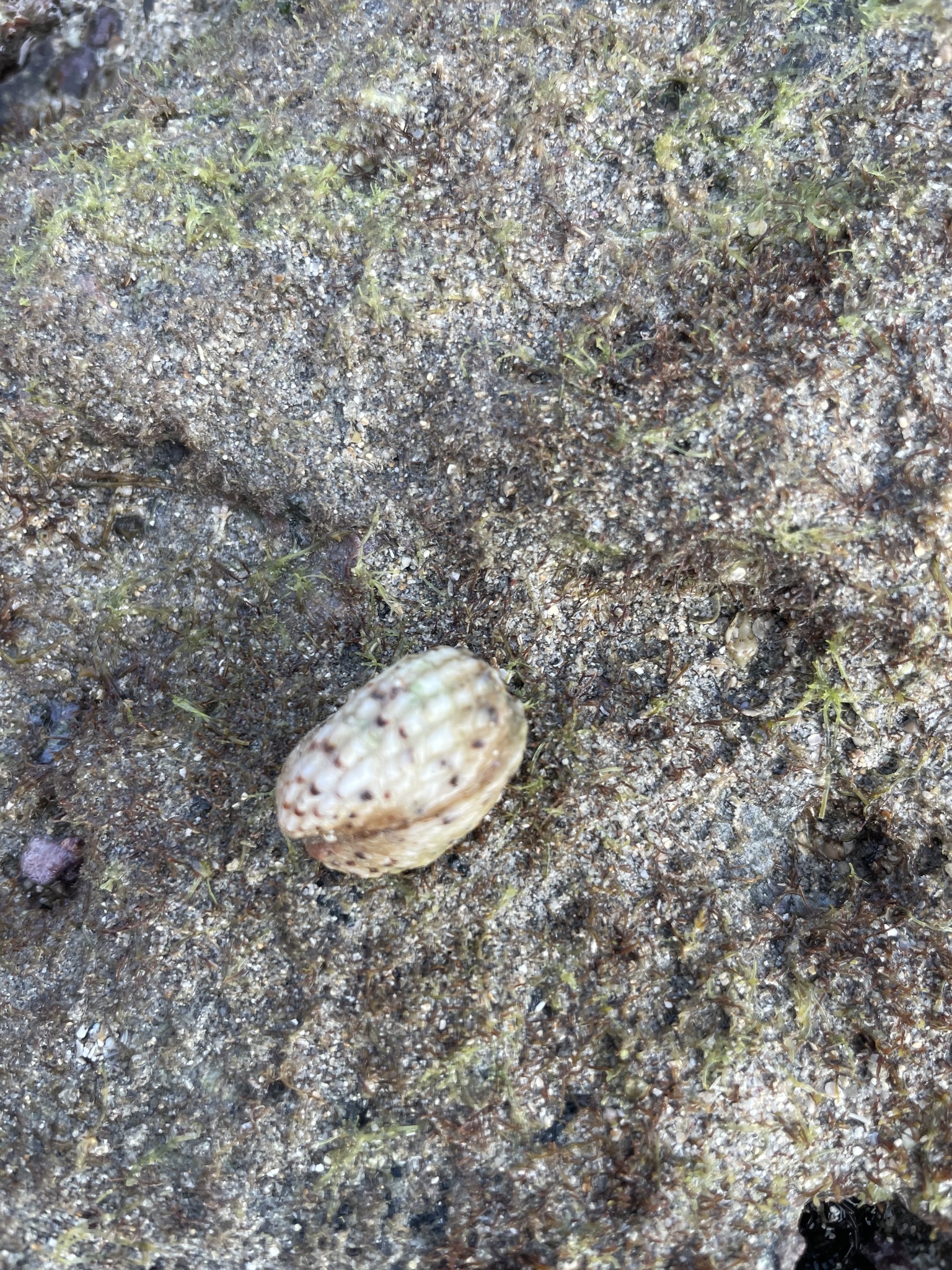 Cardita variegata Bruguière, 1792