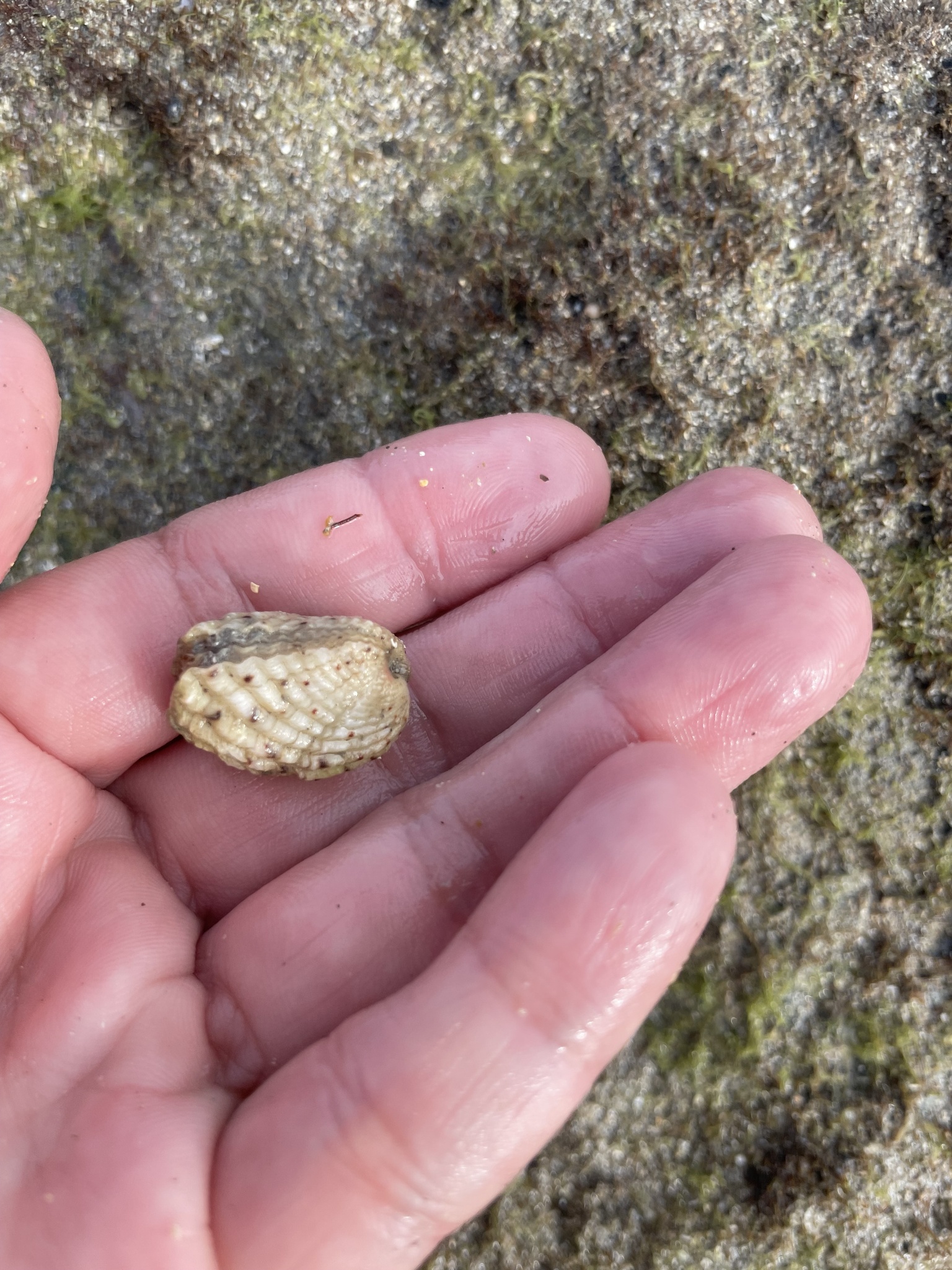 Cardita variegata Bruguière, 1792