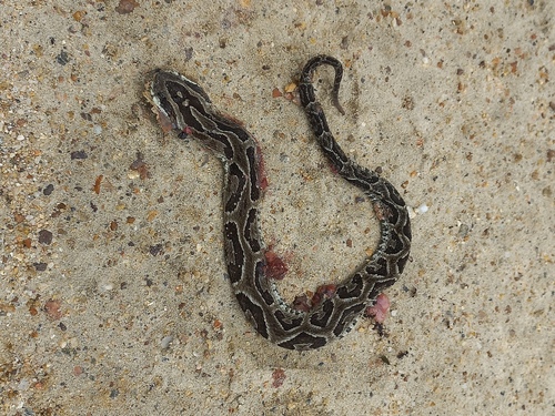Fonseca's Lancehead (Bothrops fonsecai) - Snakes and Lizards