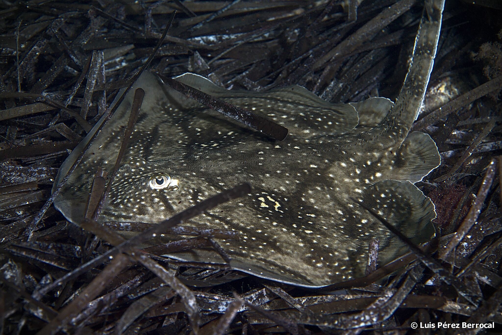 Raja radula Delaroche, 1809