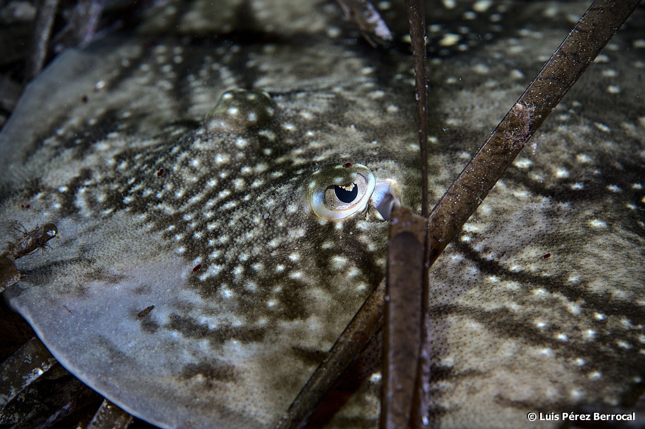 Raja radula Delaroche, 1809