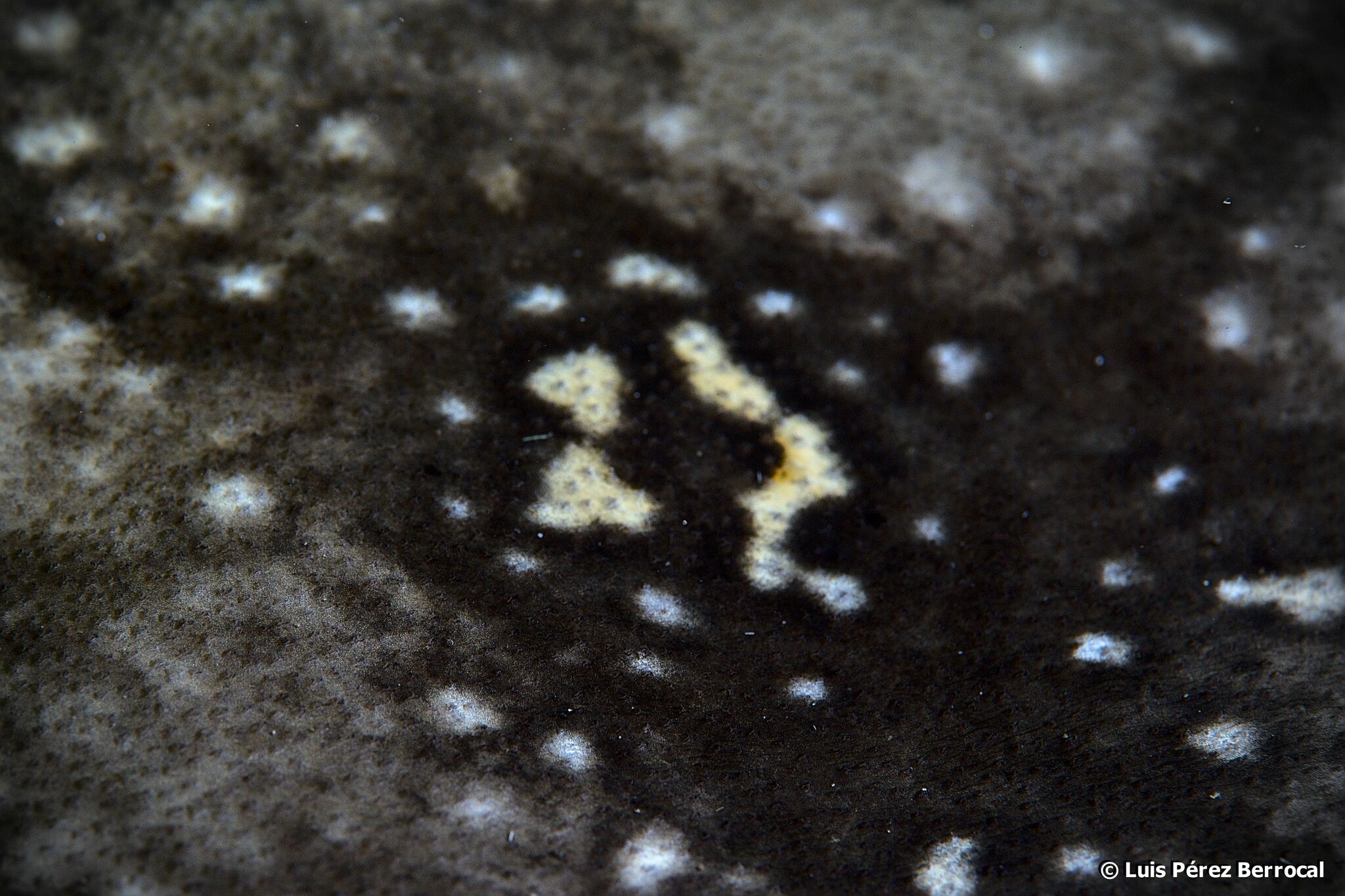 Raja radula Delaroche, 1809