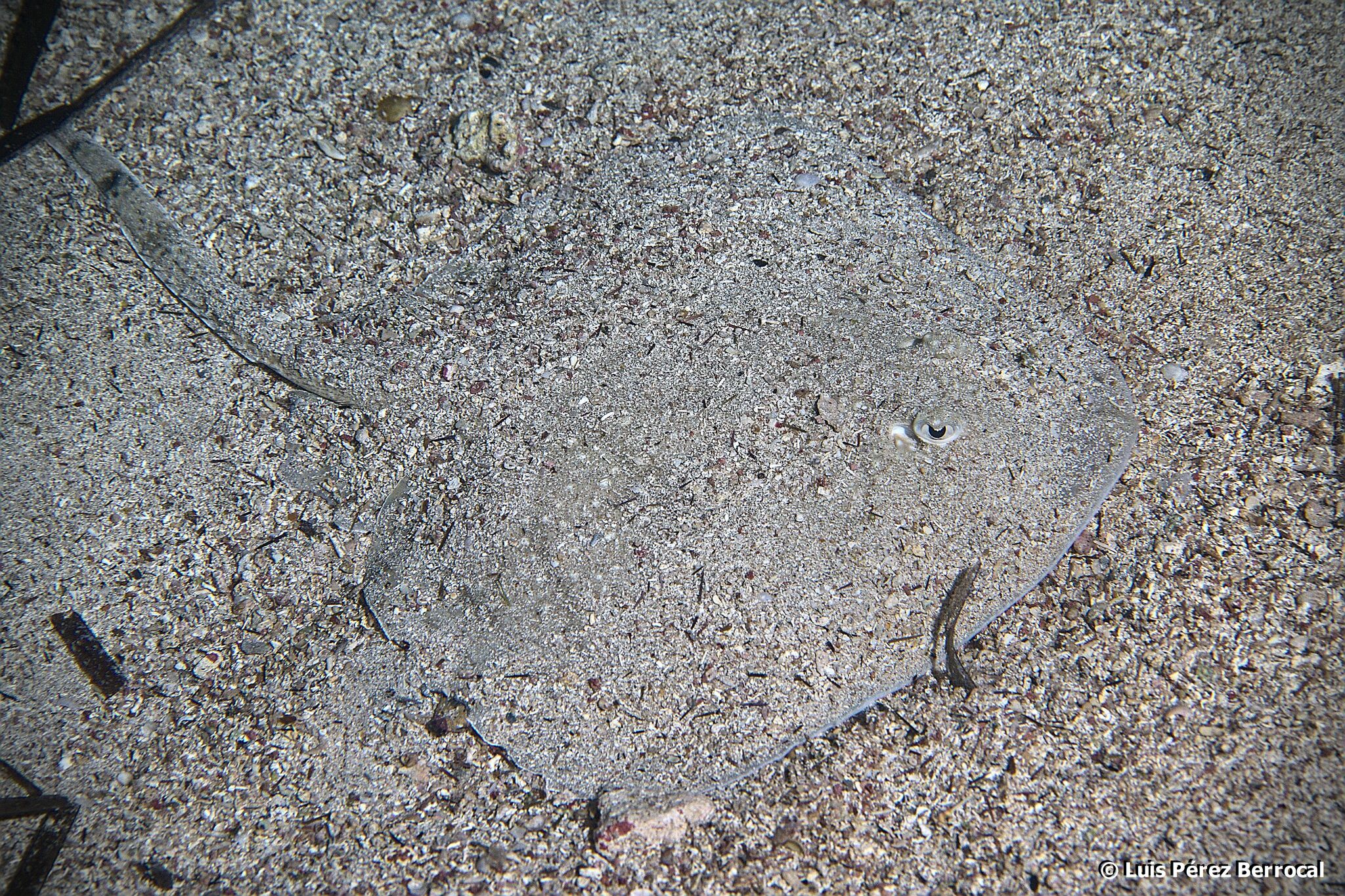 Raja radula Delaroche, 1809