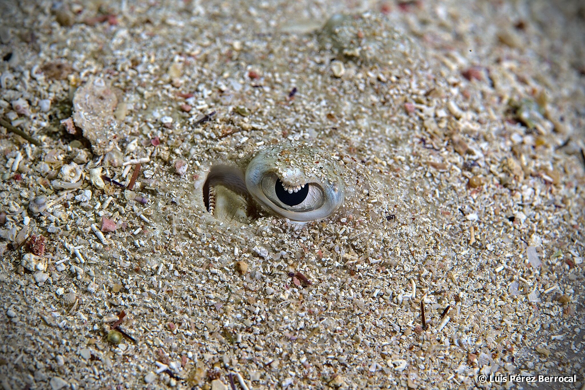 Raja radula Delaroche, 1809