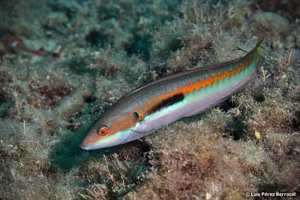 Mediterranean Rainbow Wrasse (Coris julis) - Marine Life Identification
