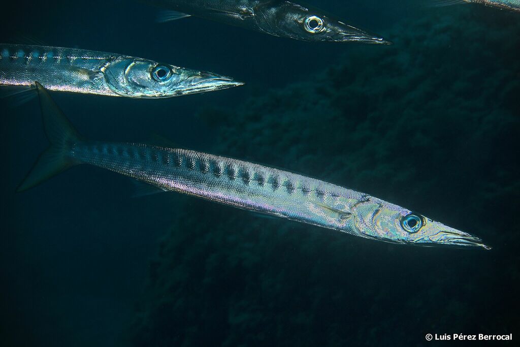 Yellowmouth Barracuda (HX - Marine Fauna of Cabo Verde) · iNaturalist