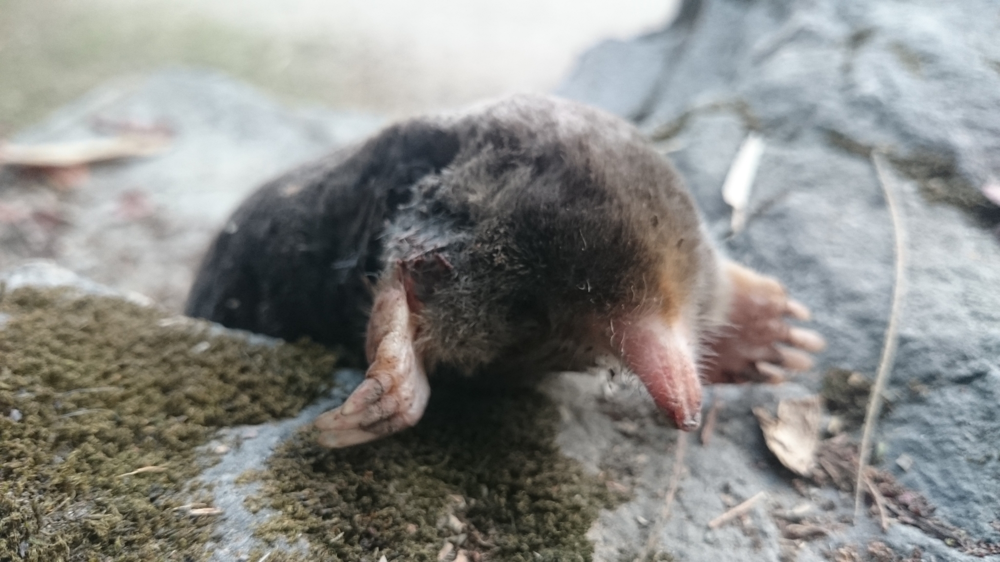 Euroscaptor micrura (Hodgson, 1841)