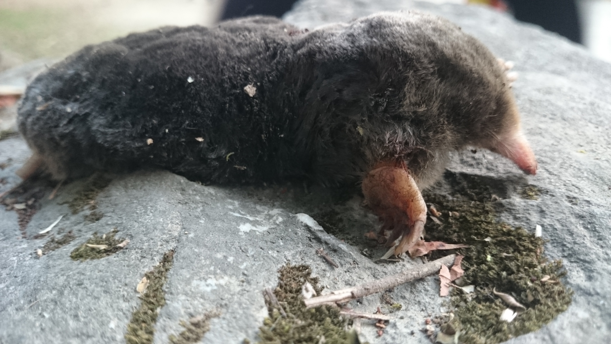 Euroscaptor micrura (Hodgson, 1841)