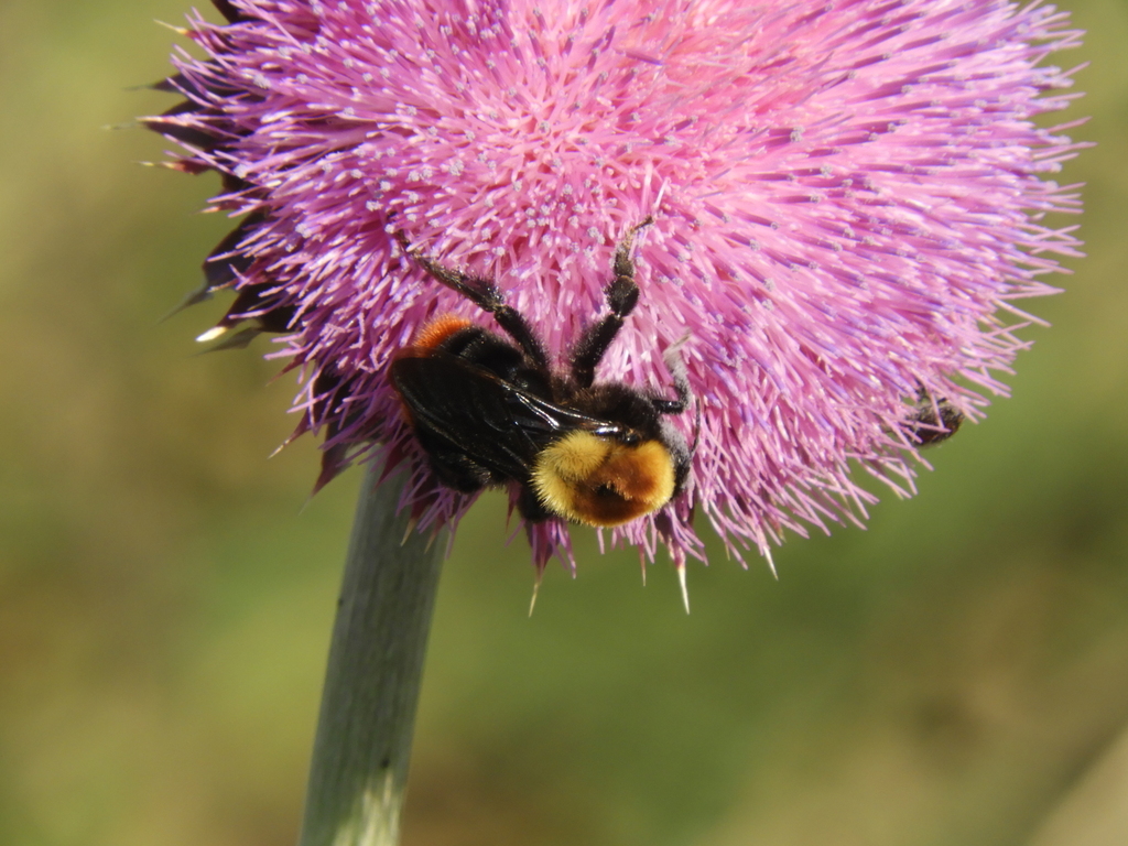 Bellicose Bumble Bee from Chacharramendi, La Pampa, Argentina on ...