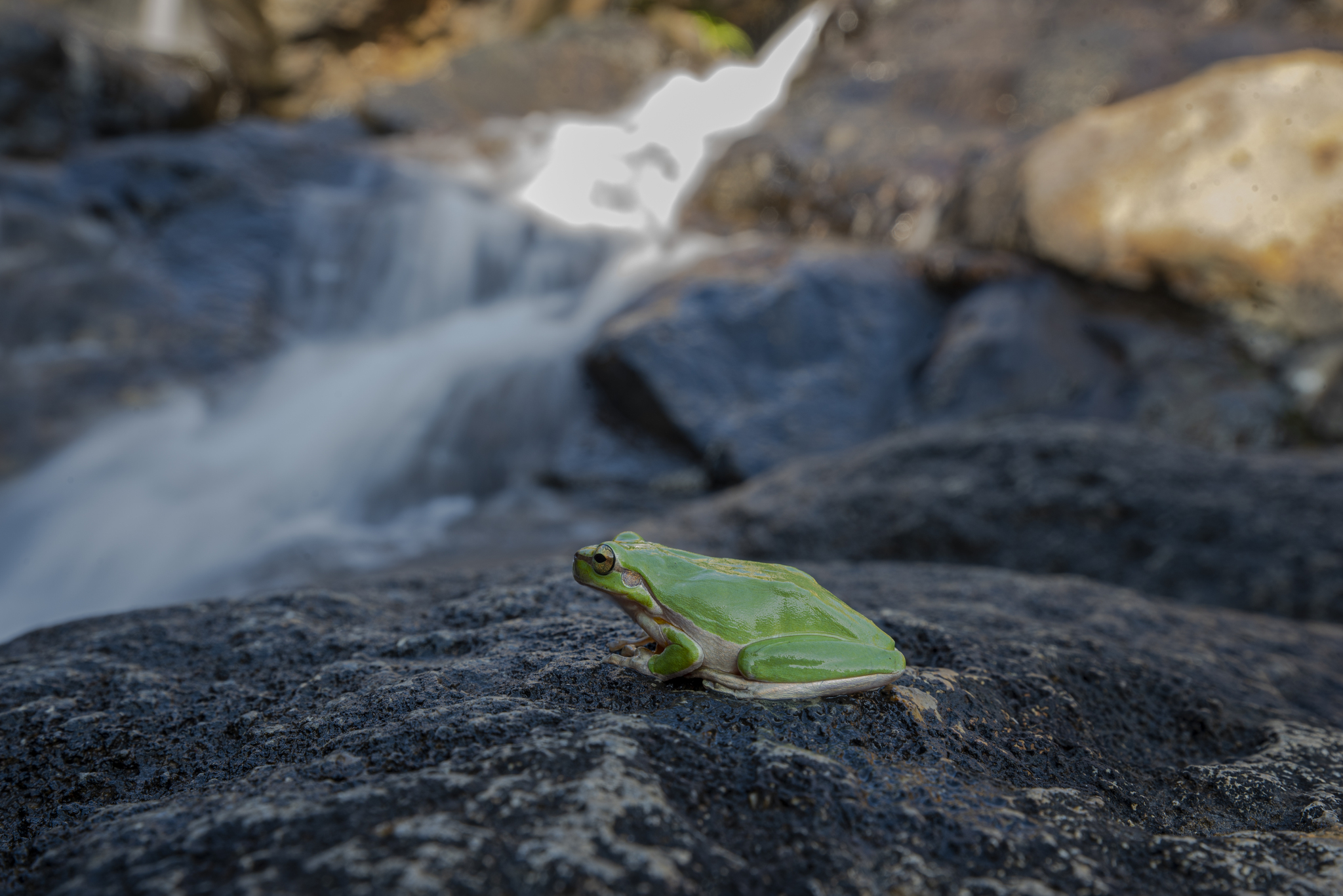 Hyla simplex Boettger, 1901