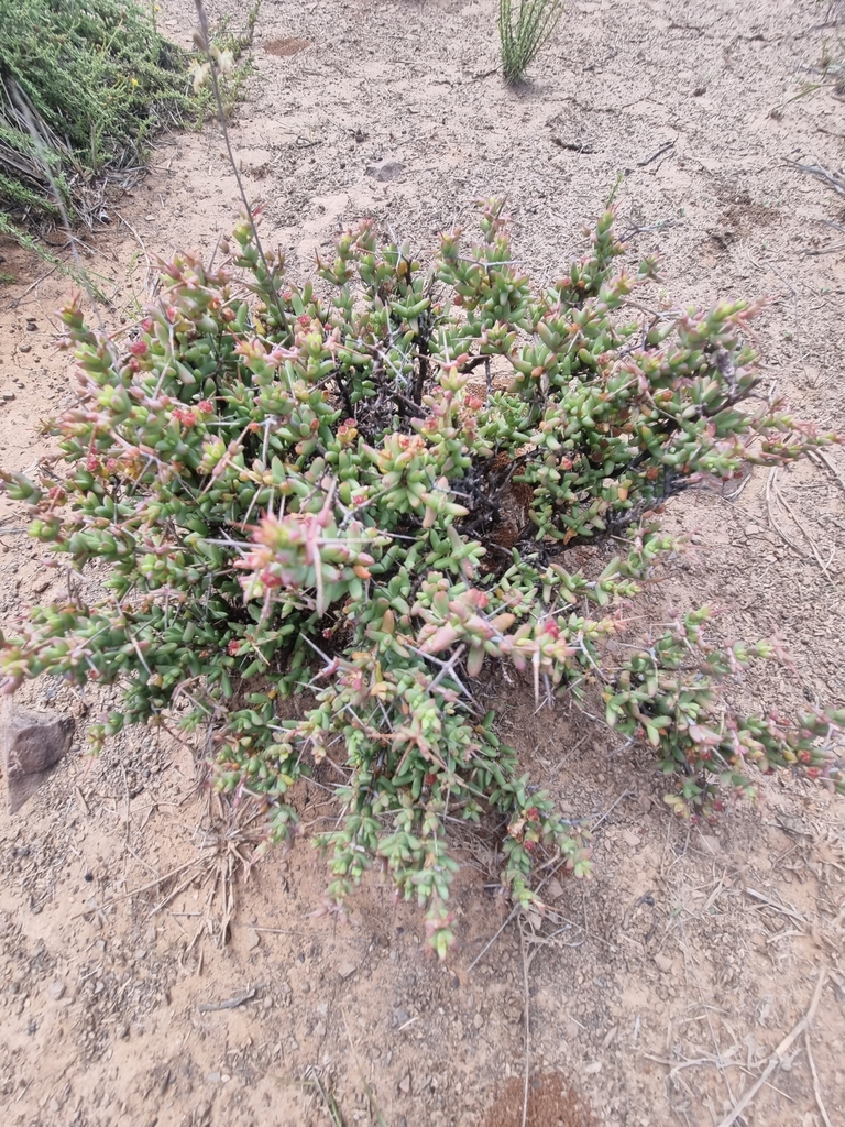 Spiny Tentfig from Camdeboo Local Municipality, South Africa on ...