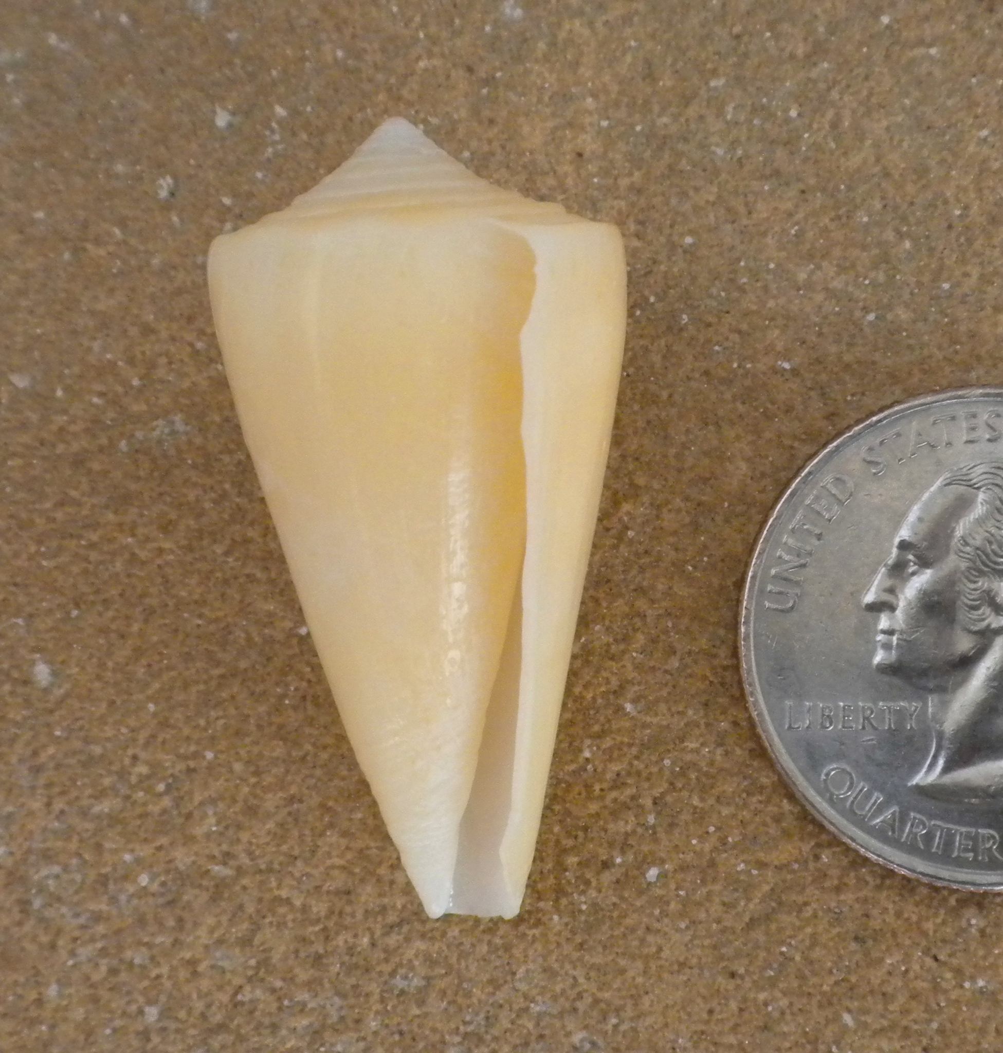 Conus daucus Hwass, 1792