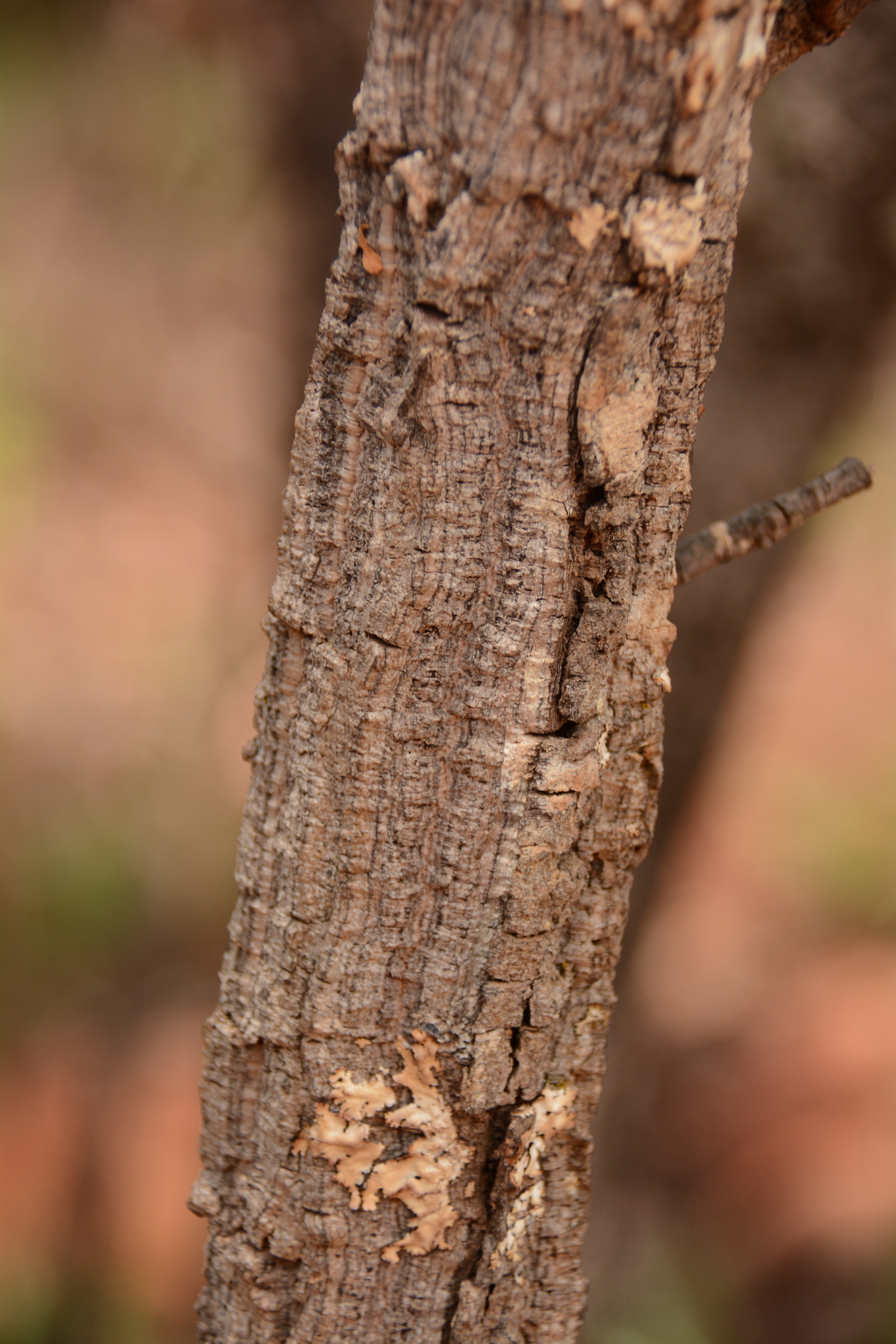 Parinari curatellifolia Planch. ex Benth.