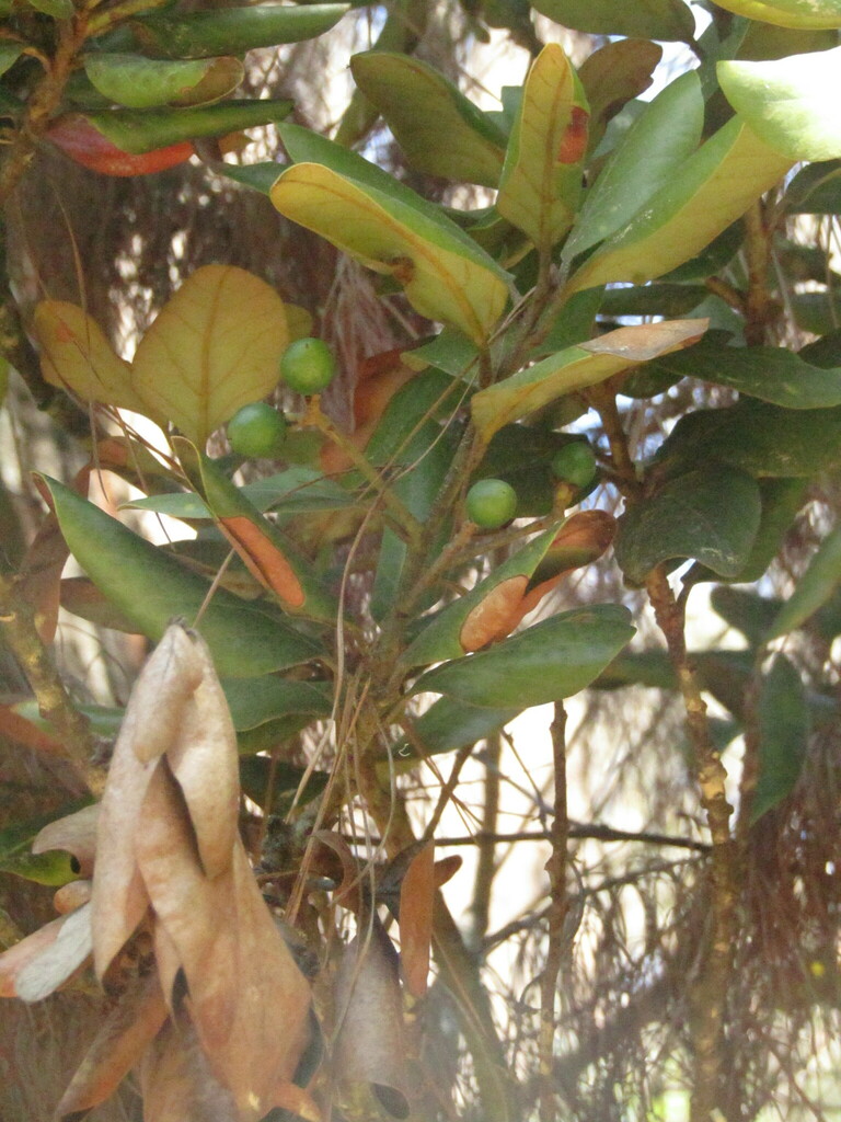 lingue from Concepcion, Bío Bío, Chile on November 20, 2022 at 02:26 PM ...