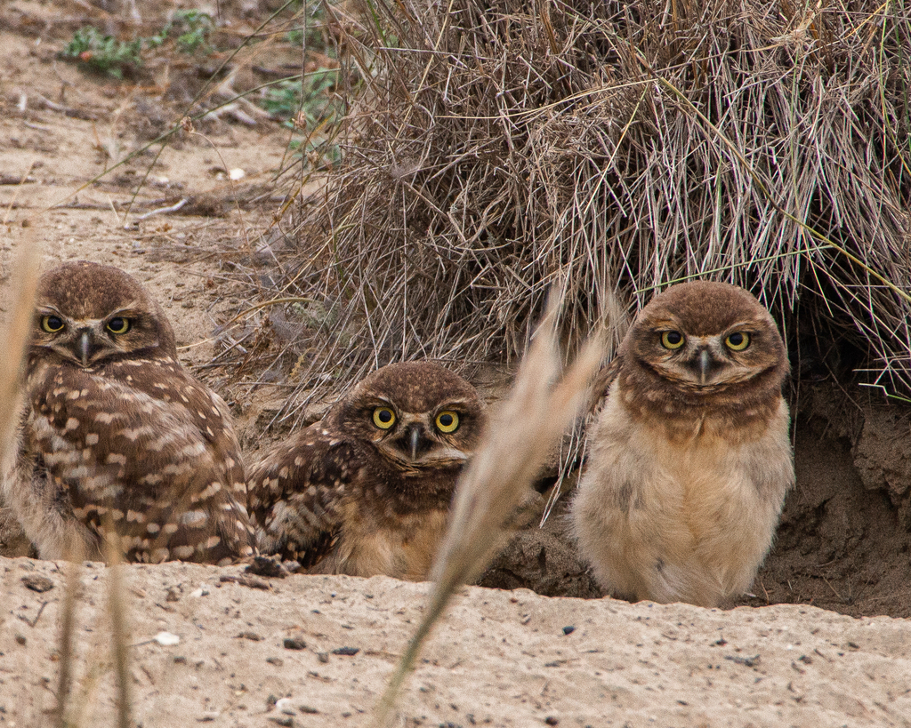 Burrowing Owl from Puerto Aldea, Región de Coquimbo on November 17 ...