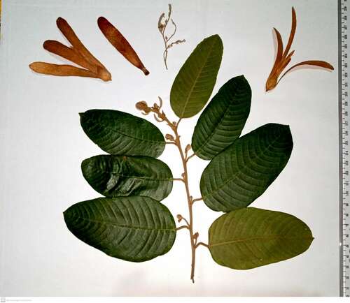 Shorea selanica · NaturaLista Colombia