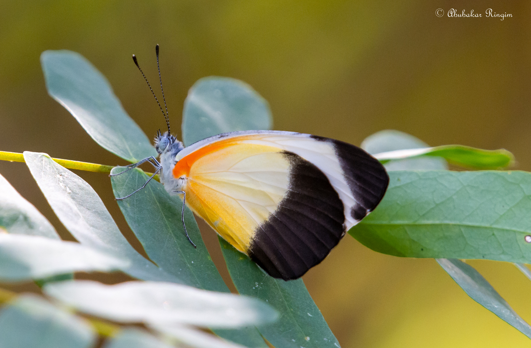 Mylothris chloris (Fabricius, 1775)
