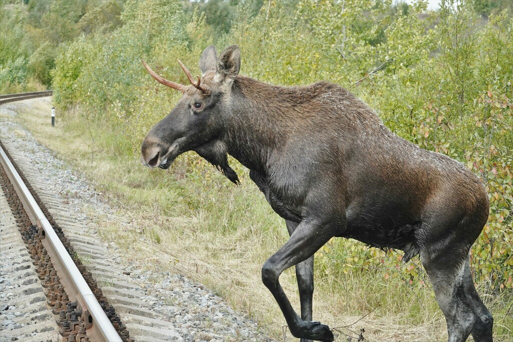 European Elk (Alces alces alces) - Know Your Mammals