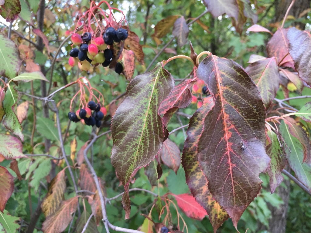 nannyberry from 83–169 McKenzie Rd W, , MB, CA on September 6, 2018 at ...