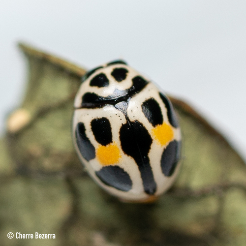 Tenuisvalvae notata · iNaturalist Mexico