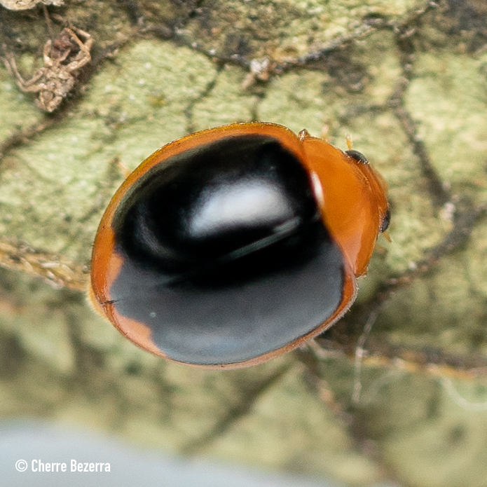 Brumoides E.A.Chapin, 1965