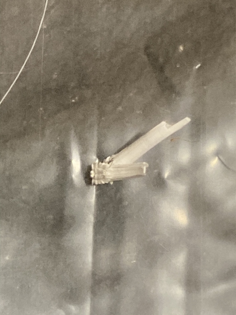 spanish moss orthezia from Ventura County, US-CA, US on February 09 ...