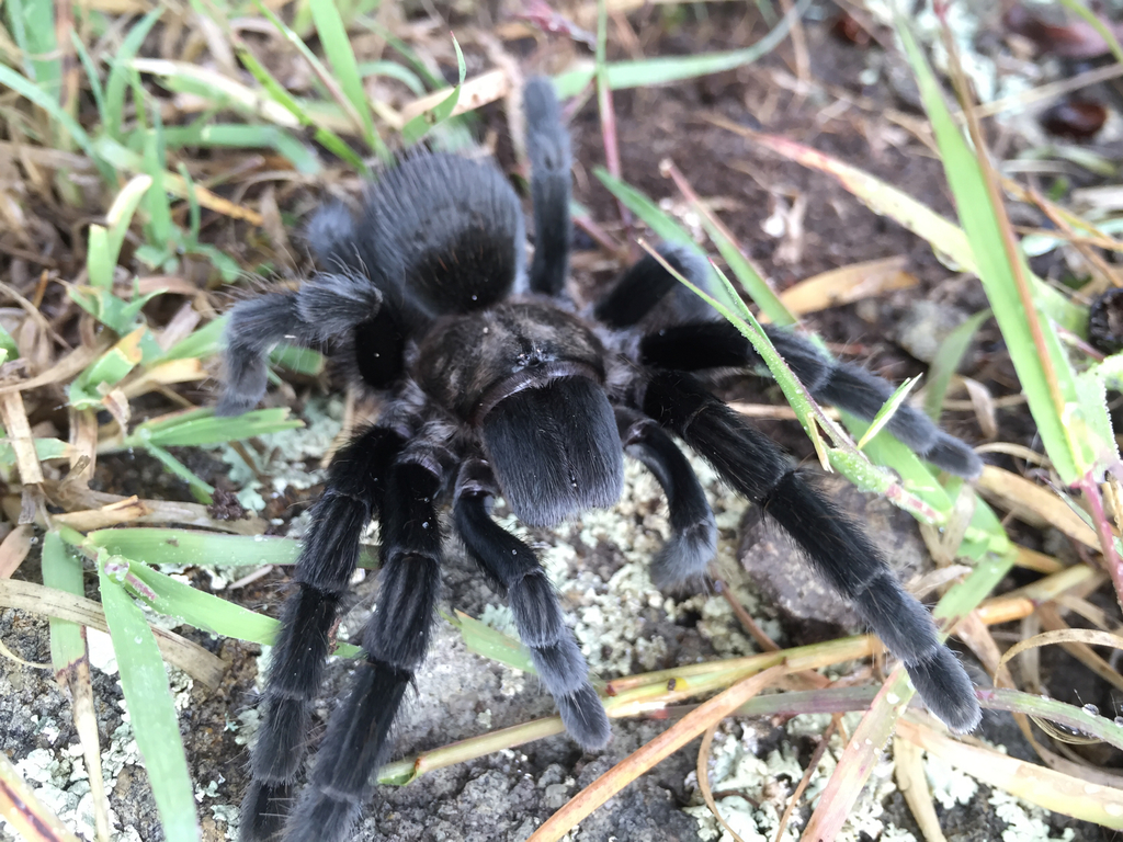 Mexican Black Velvet Tarantula in September 2015 by victorchagoya ...