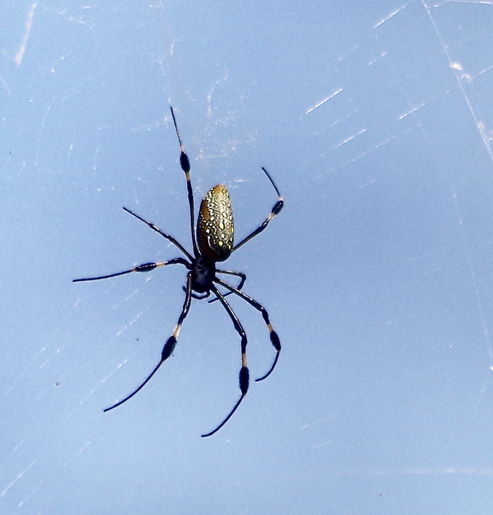 Golden Silk Spider from Ajijic, Jalisco, Mexico on November 18, 2022 at ...