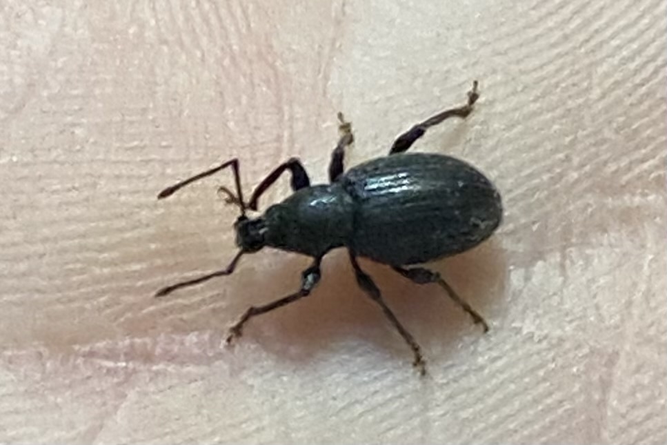 Lilac Root Weevil from W Swallow Rd, Fort Collins, CO, US on August 26 ...