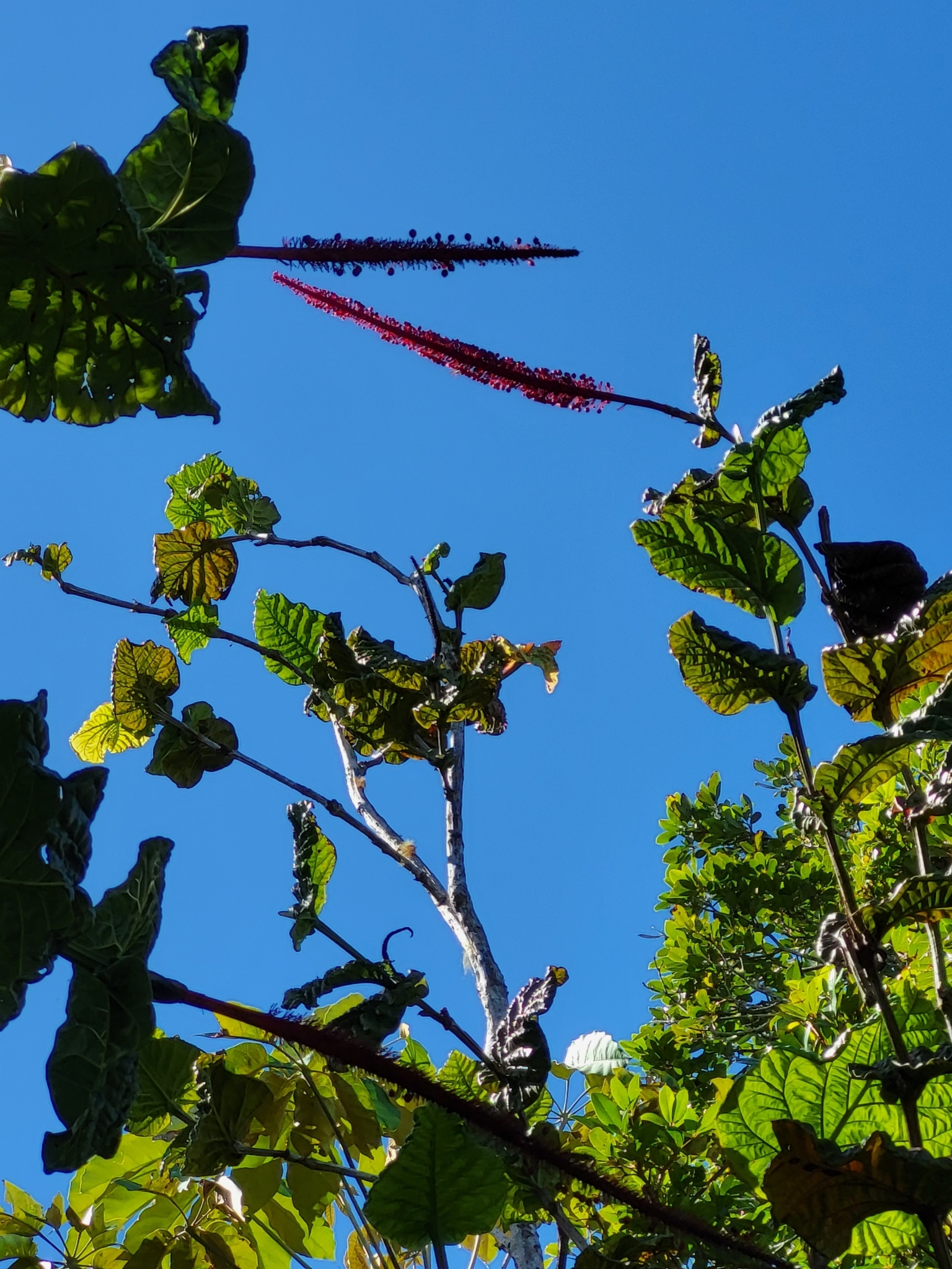 Coccoloba rugosa Desf.