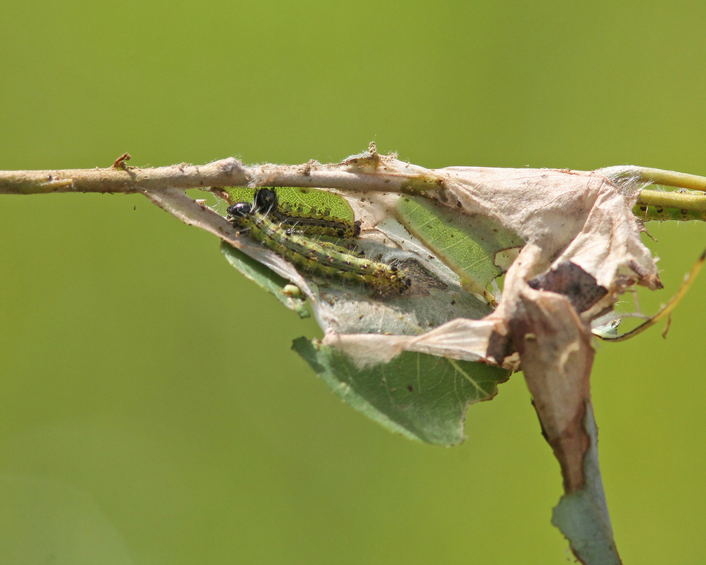 Fall Webworm Moth (Common Caterpillars of the Continental United States ...