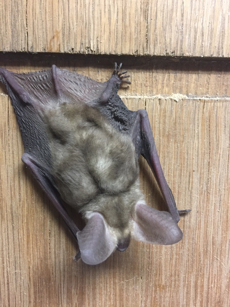 Pallid Bat (Antrozous pallidus) - Know Your Mammals