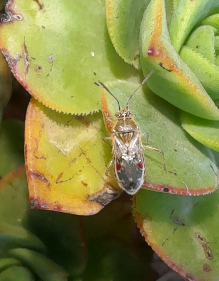 Hyaline Grass Bug from Uruguay 3075, S3016CYL, Santo Tomé, Santa Fe ...