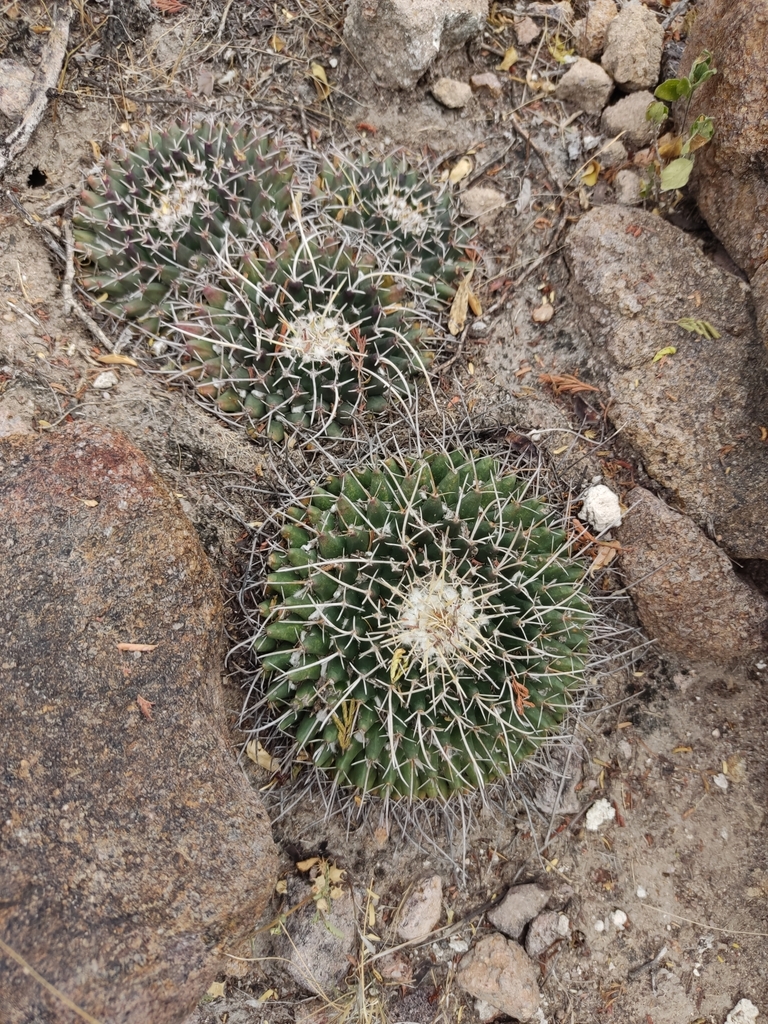 Mexican pincushion cactus from 37928 Guanajuato, Mexico on November 19 ...