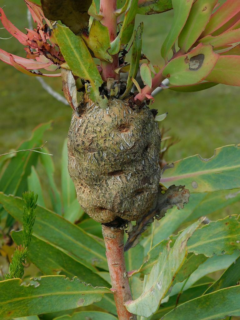 Sombre African Flutist Weevil from Greyton Nature Reserve 7233, South ...