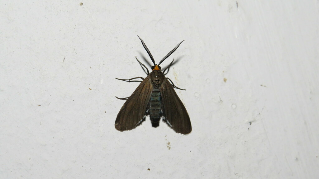 Ctenucha rubriceps from Colón, Entre Ríos, Argentina on October 27 ...