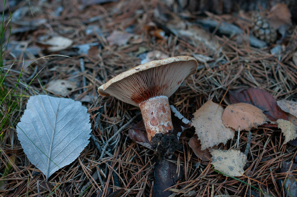 bloody milkcap from Leuk, Suisse on November 20, 2022 at 03:44 PM by ...