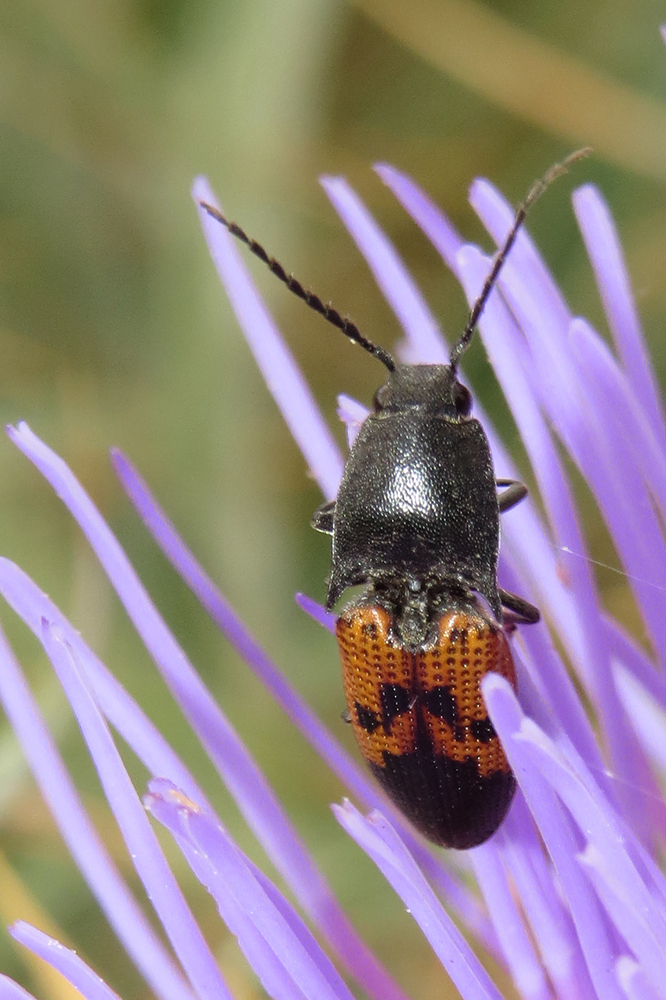 Conoderus germari from Magdalena, Provincia de Buenos Aires, Argentina ...