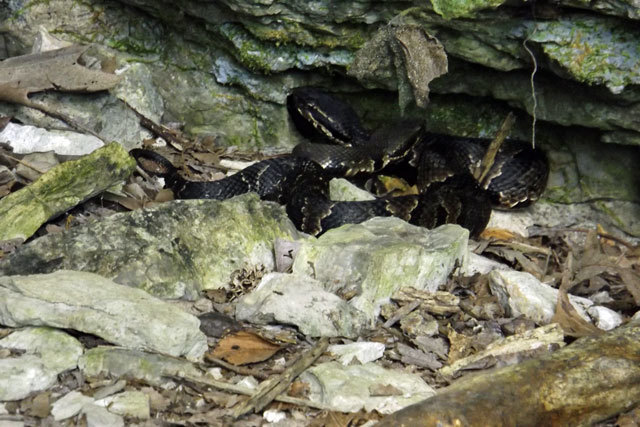 Northern Cottonmouth from Larue Pine Hills, Union County Illinois, USA ...