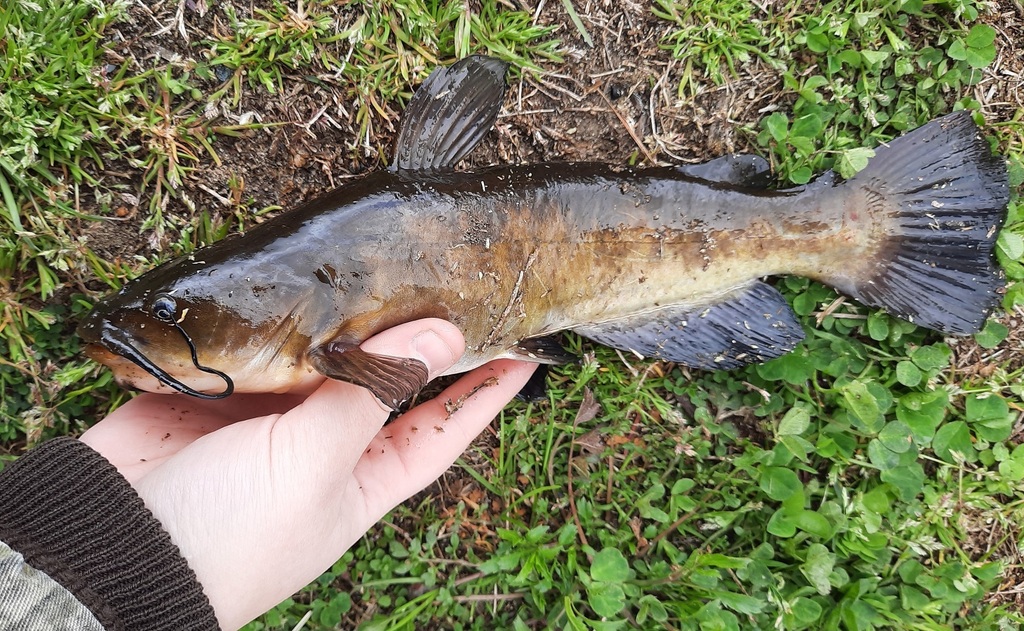 Brown Bullhead from Dorchester County, MD, USA on March 26, 2022 at 01: ...