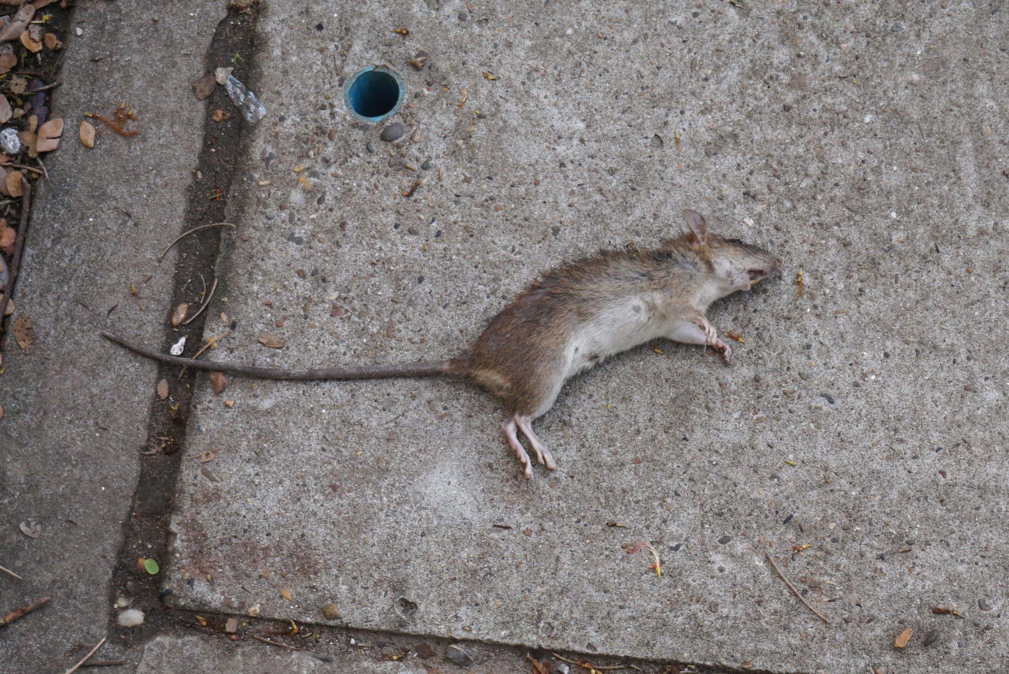 Rattus tanezumi (Temminck, 1845)