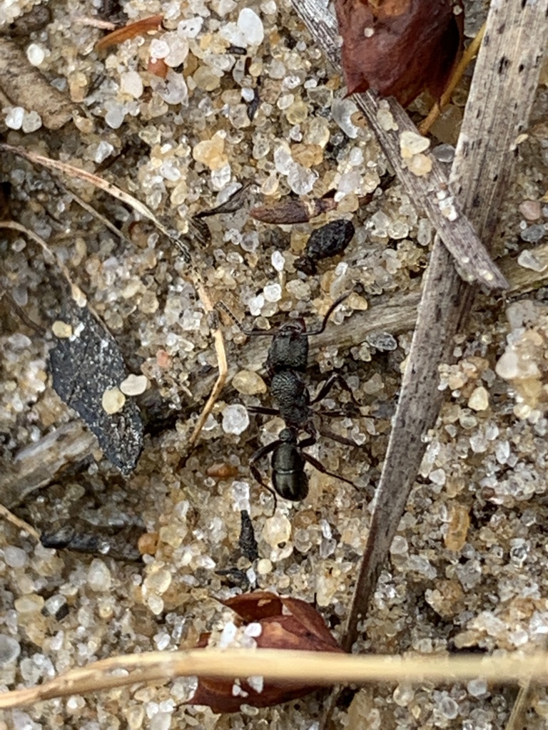 Pony Ants from Langwarrin Flora & Fauna Reserve, Langwarrin, VIC, AU on ...