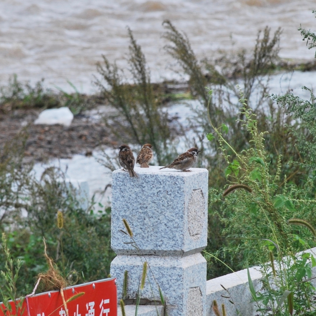 Eurasian Tree Sparrow from Wangqing, Yanbian, Jilin, China on August 29 ...