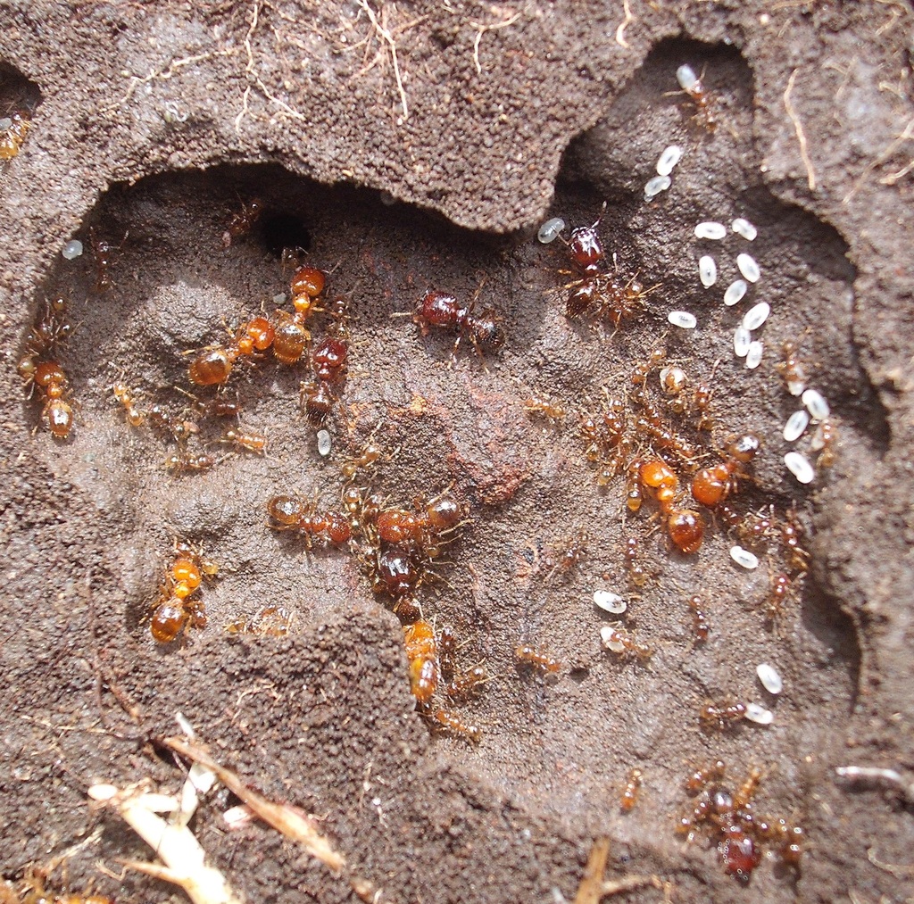 Australian Big-headed Ant from Greenlane, Auckland on September 07 ...