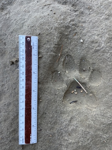 Mountain Lion Tracks – NatureTracking
