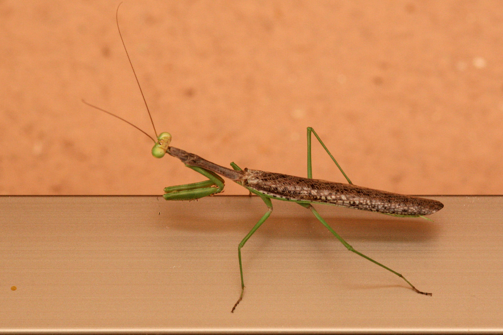 California Mantis from Doña Ana County, US-NM, US on August 4, 2007 by ...