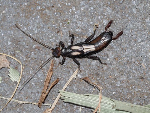 Apachyus athertonensis · iNaturalist