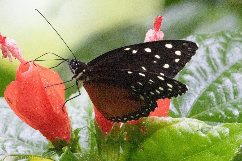 Cream-spotted Tigerwing from Puntarenas Province, Costa Rica on ...